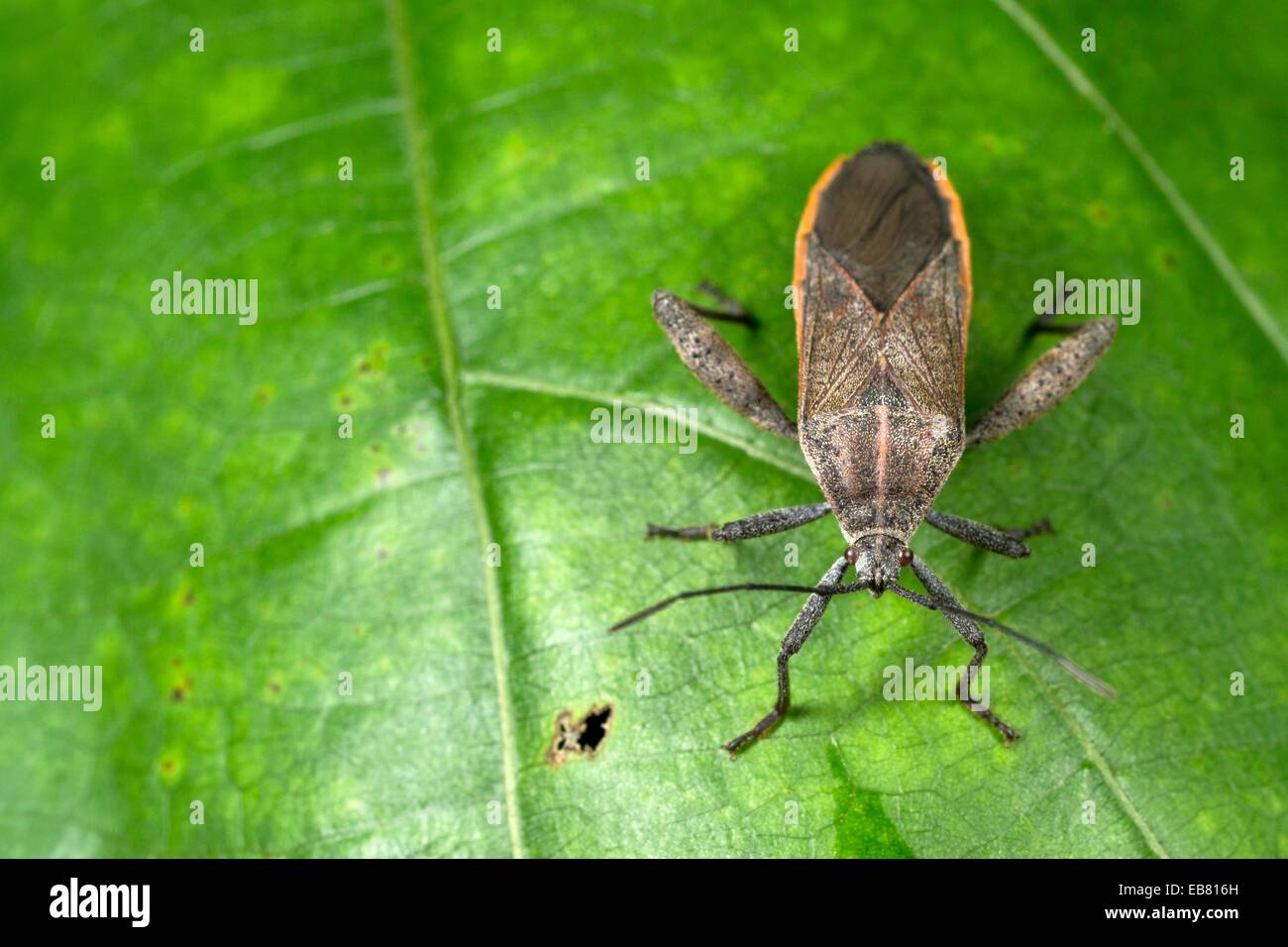 Stink bug. Image taken at Kampung Skudup, Sarawak, Malaysia Stock Photo ...