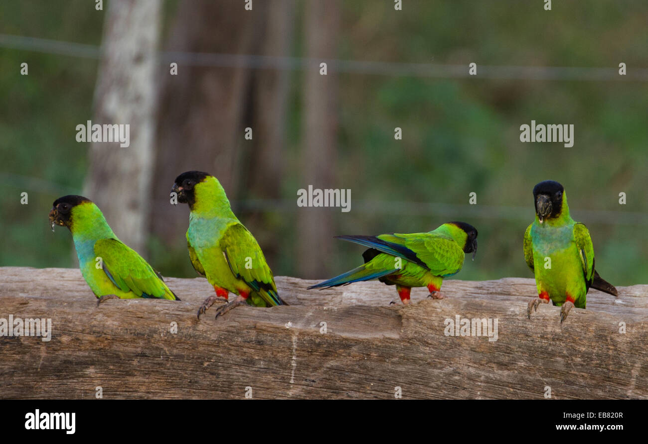 Aka nanday parakeet hi-res stock photography and images - Alamy
