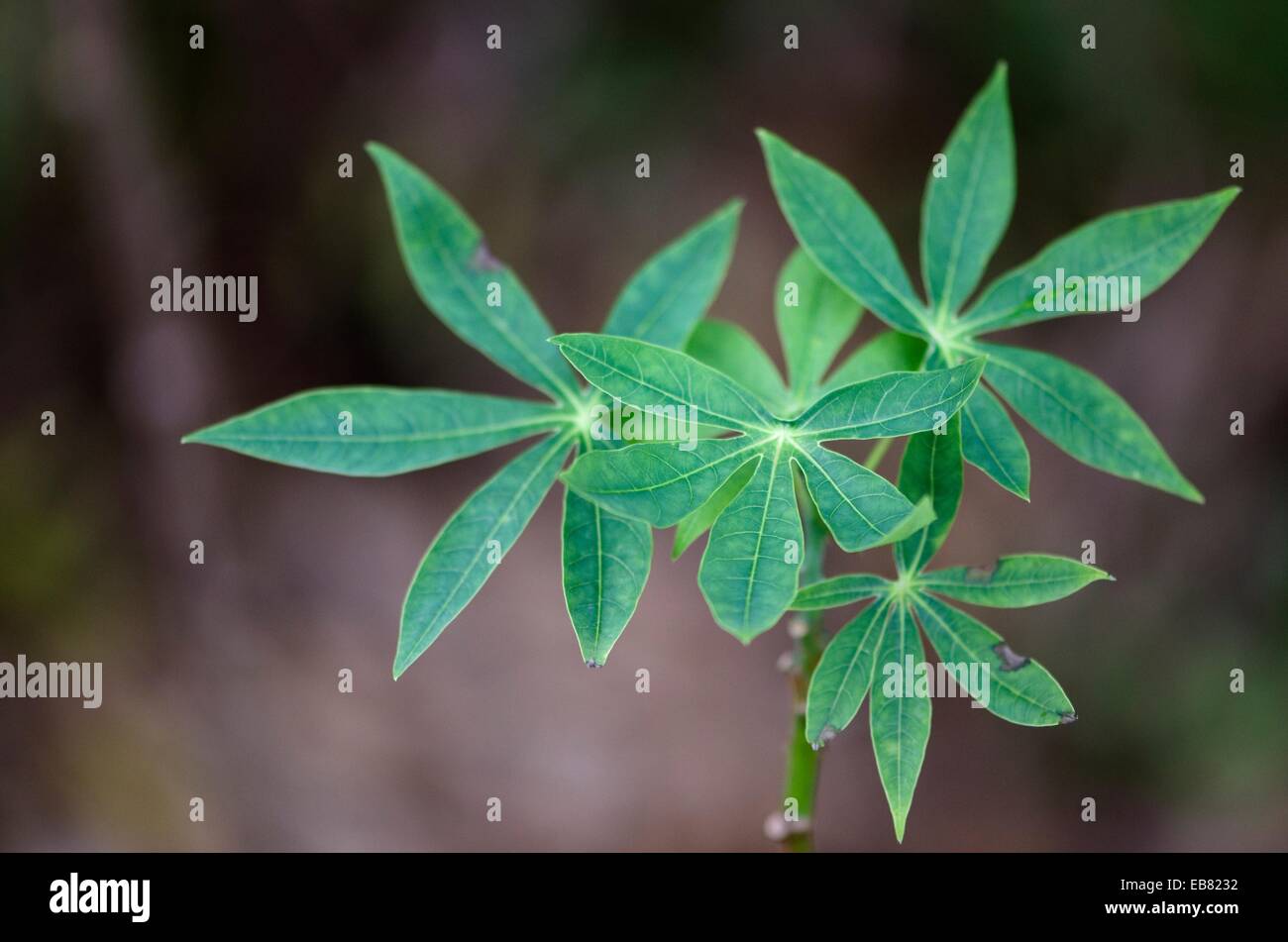 Tapioca leaves. Image taken at Kampung Satau, Kuching, Sarawak ...