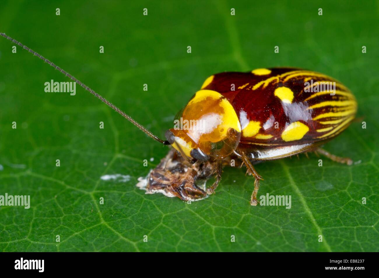 Cockroach. Image taken at Kampung Skudup, Sarawak, Malaysia Stock Photo ...