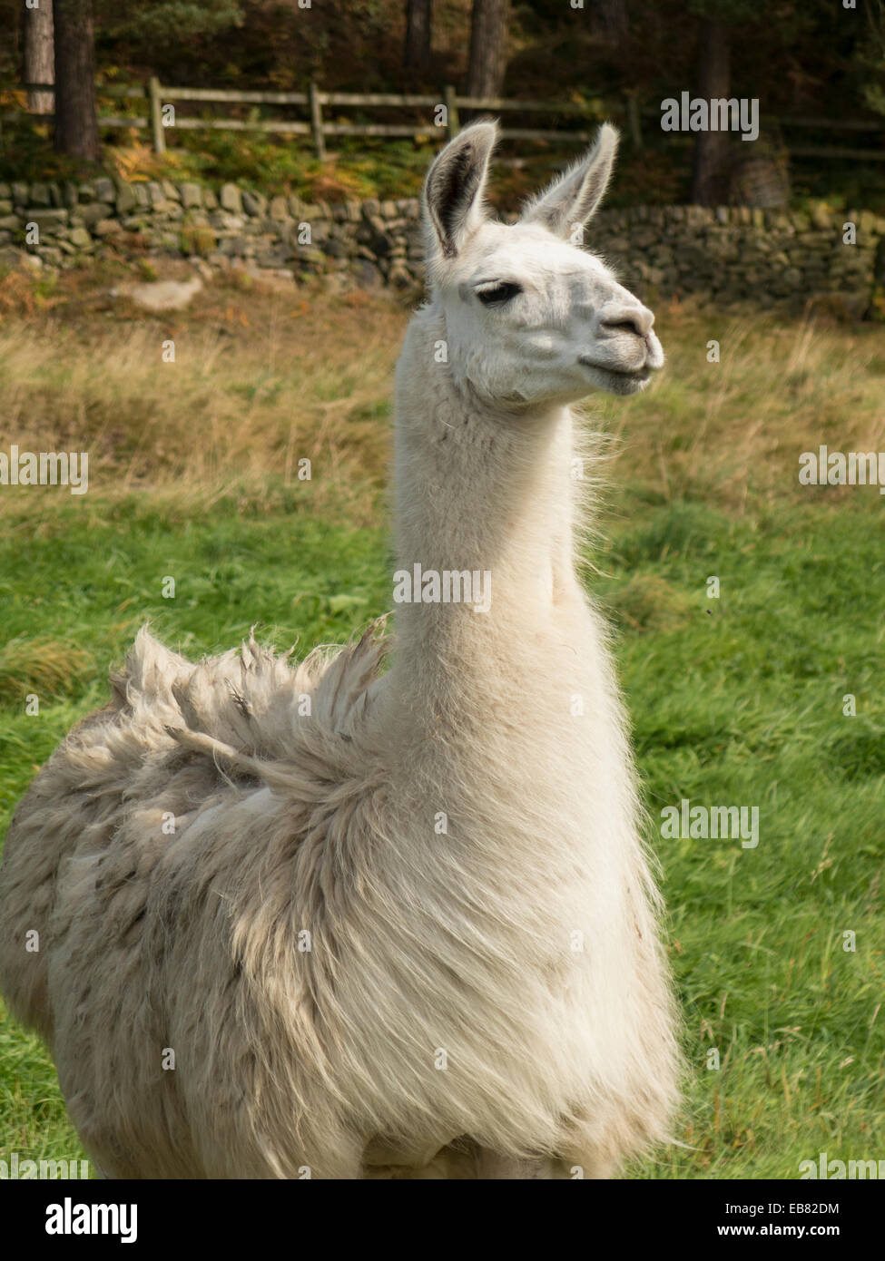 Llama uk hi-res stock photography and images - Alamy