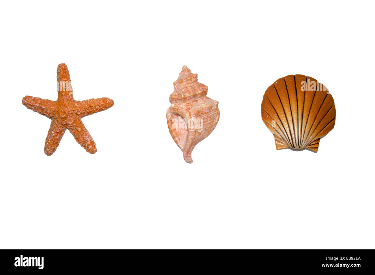 Cockle and mussel shells hi-res stock photography and images - Alamy