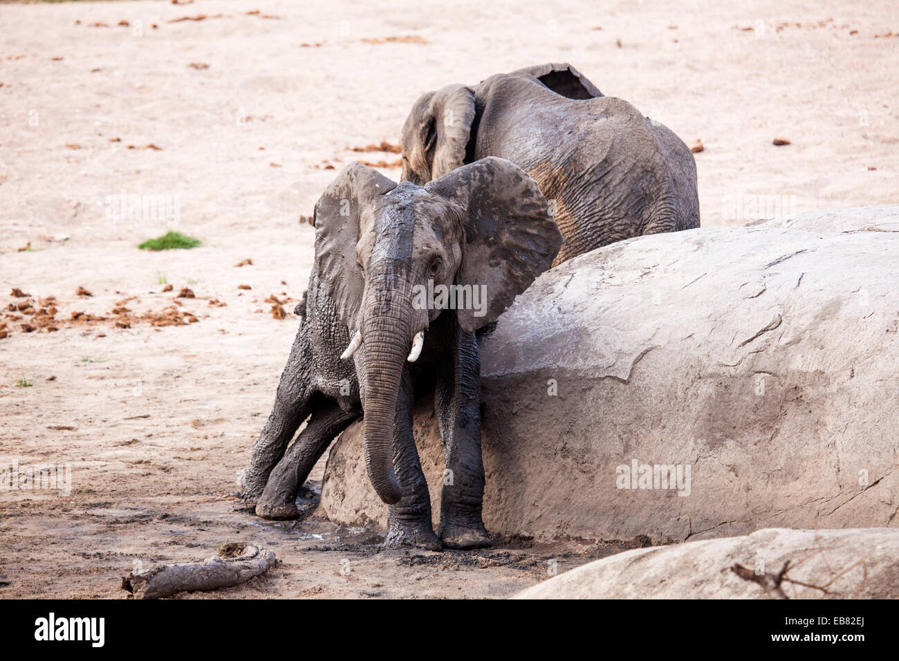 African elephants scratching on rock in dried up river bed Stock Photo ...