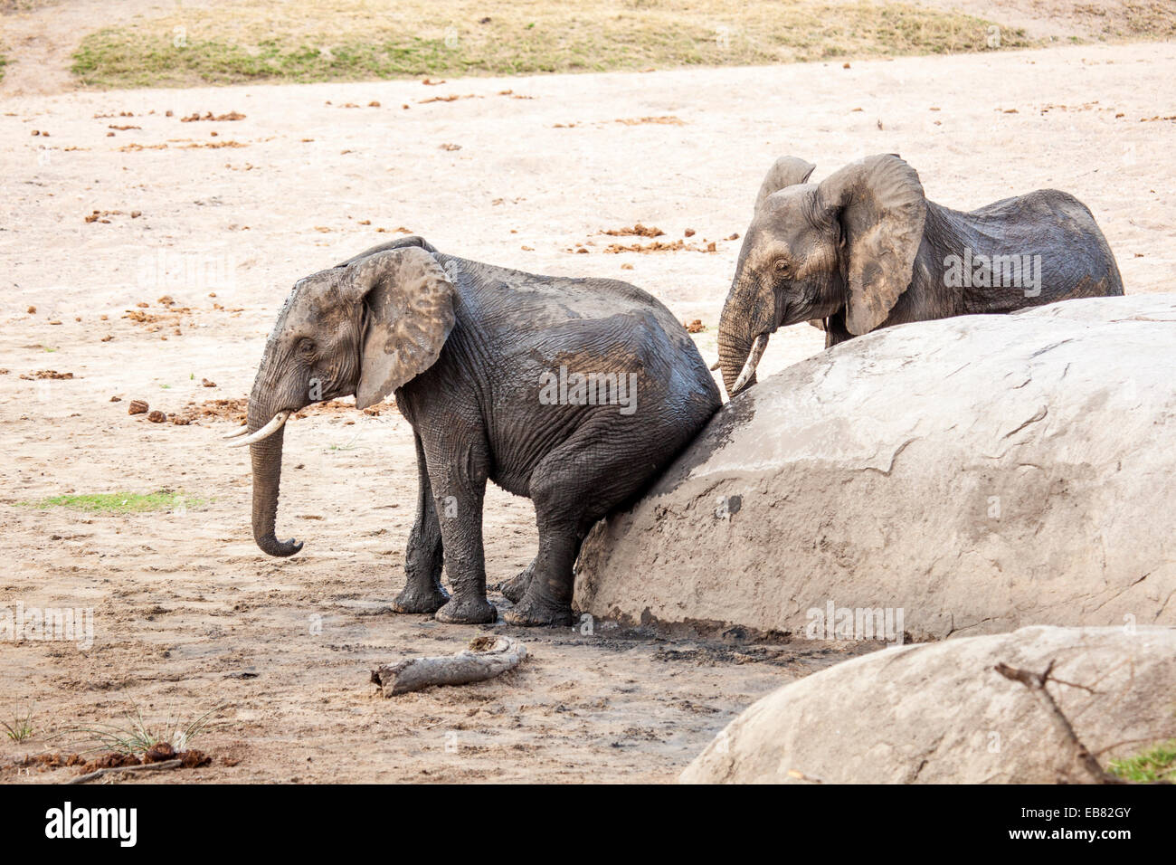 Elephants hide rock hi-res stock photography and images - Alamy