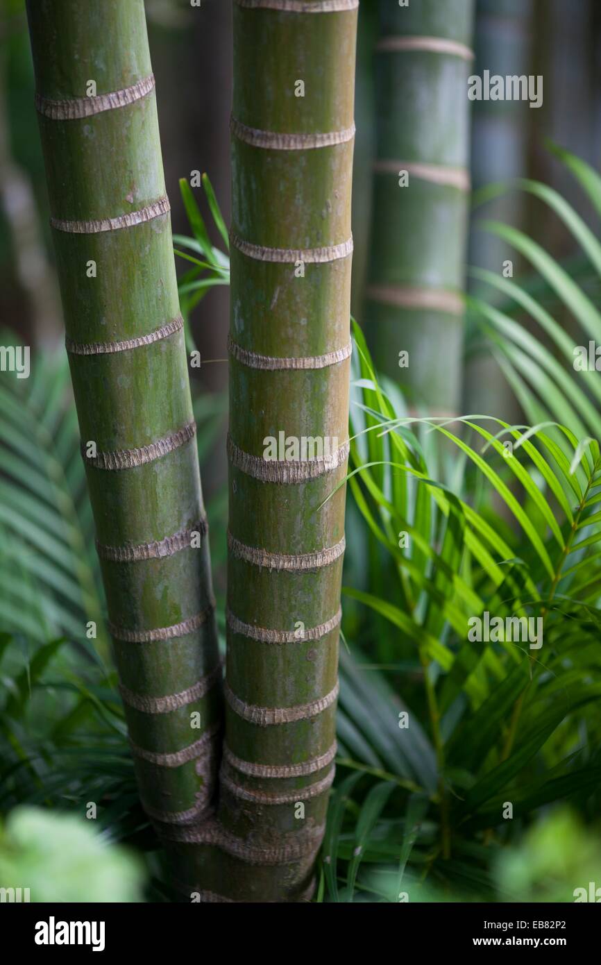 Palm trees at Tianya rain forest park, Hainan Island, China Stock Photo ...