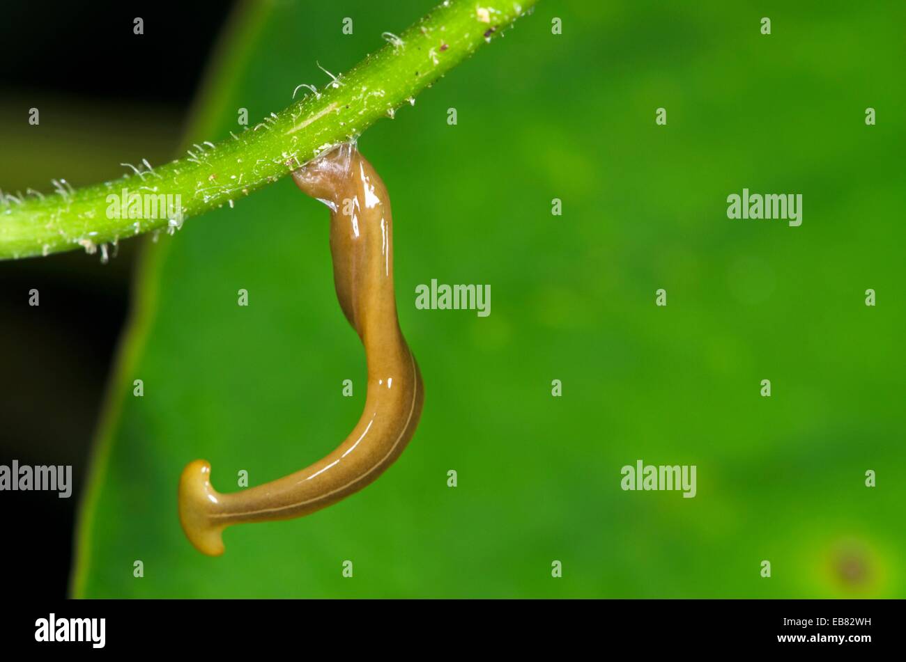 Planaria flatworm hi-res stock photography and images - Alamy