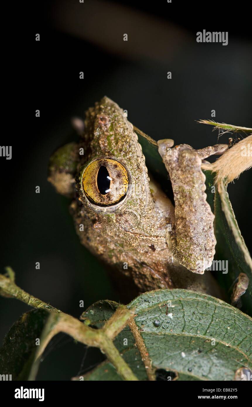 Matang family park hi-res stock photography and images - Alamy