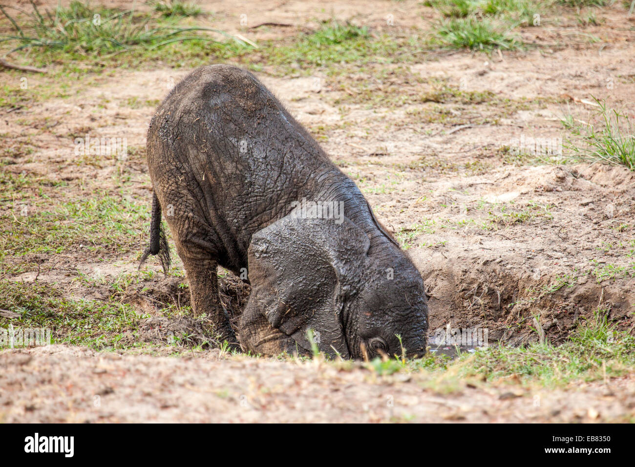 Baby African elephant drinking on dried up river bed in Ruaha National ...