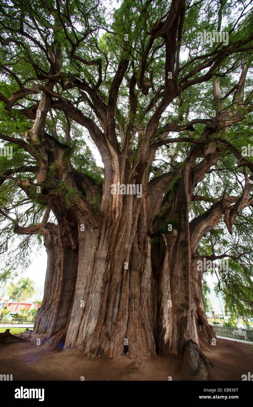 Tule Tree at Oaxaca, Mexico: The biggest tree of the world Stock Photo ...