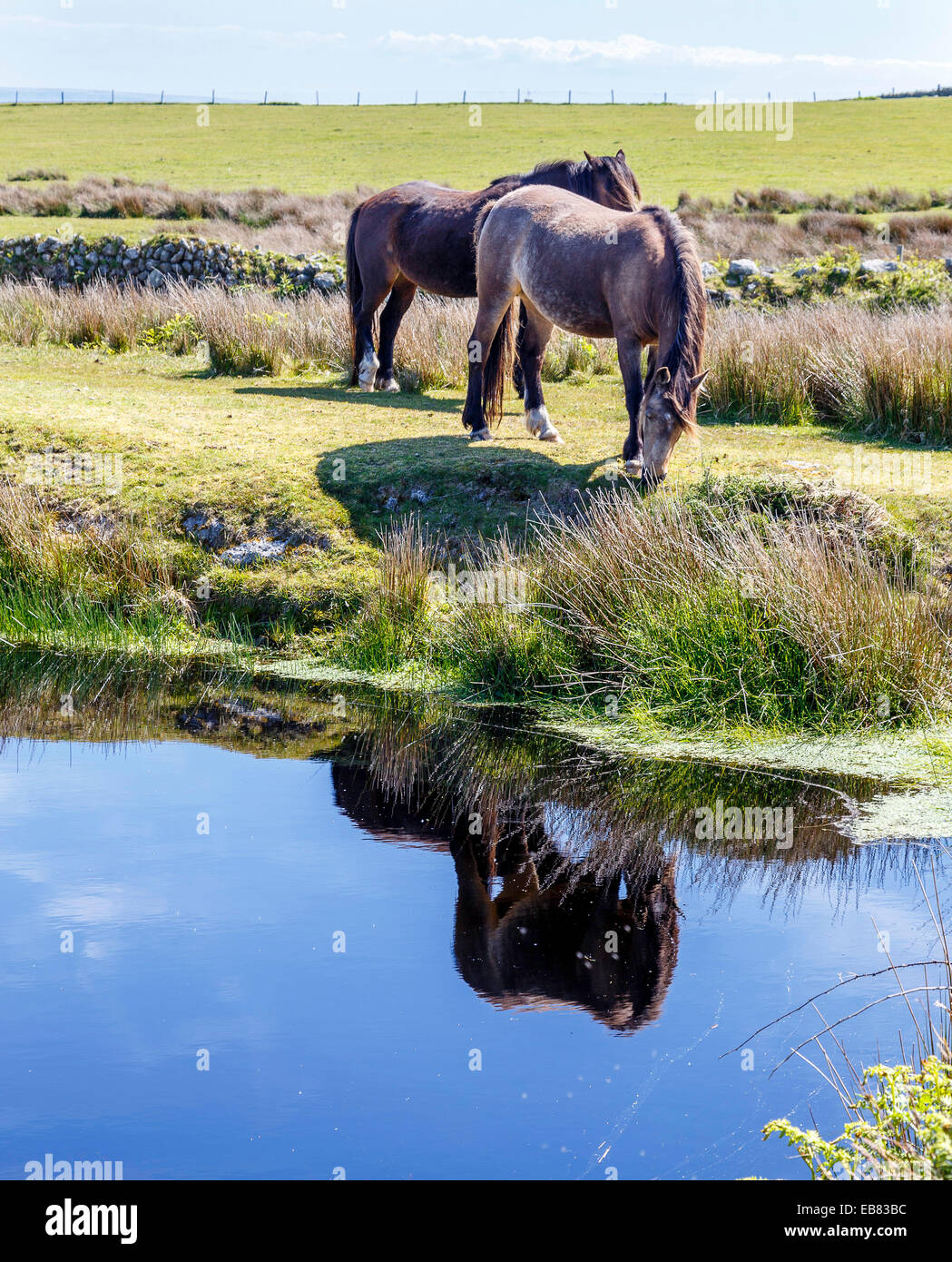 Lundy devon horse hi-res stock photography and images - Alamy