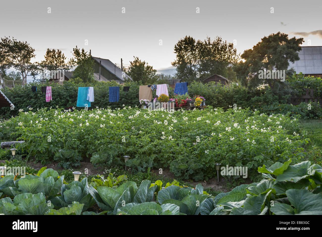 Kamchatka Peninsula Sibiria - Kamchatka Peninsula - garden in Kozyrevsk ...