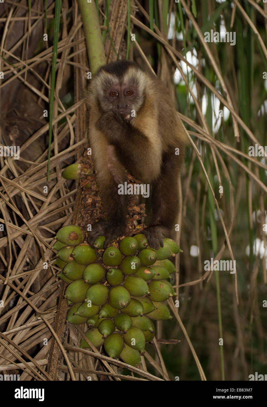 Tufted capuchin monkey hi-res stock photography and images - Alamy