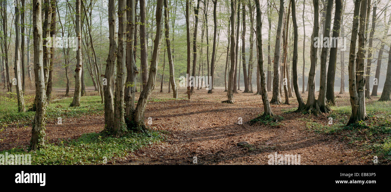 Very beautiful green spring forest in the morning light. A sun filled ...