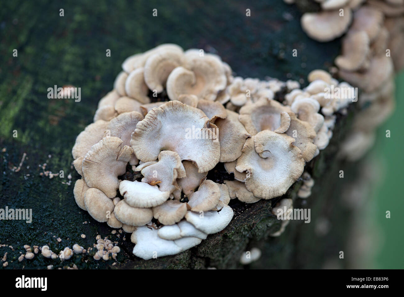 Panellus hi-res stock photography and images - Alamy