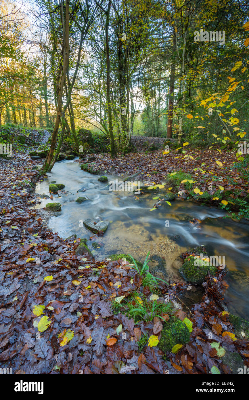 Woodland stream hi-res stock photography and images - Alamy