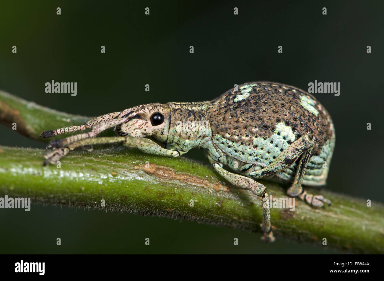 Weevil Of Borneo High Resolution Stock Photography and Images - Alamy