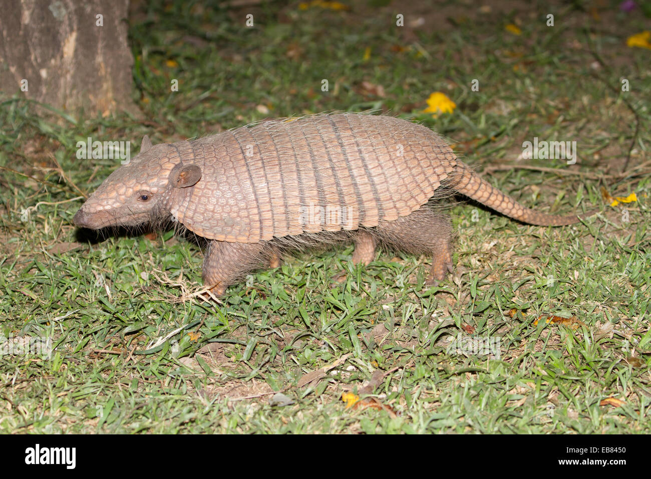 Euphractus sexcinctus hi-res stock photography and images - Alamy