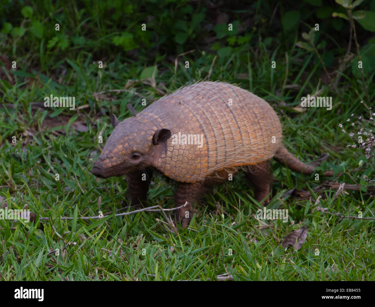 Banded armadillo hi-res stock photography and images - Alamy