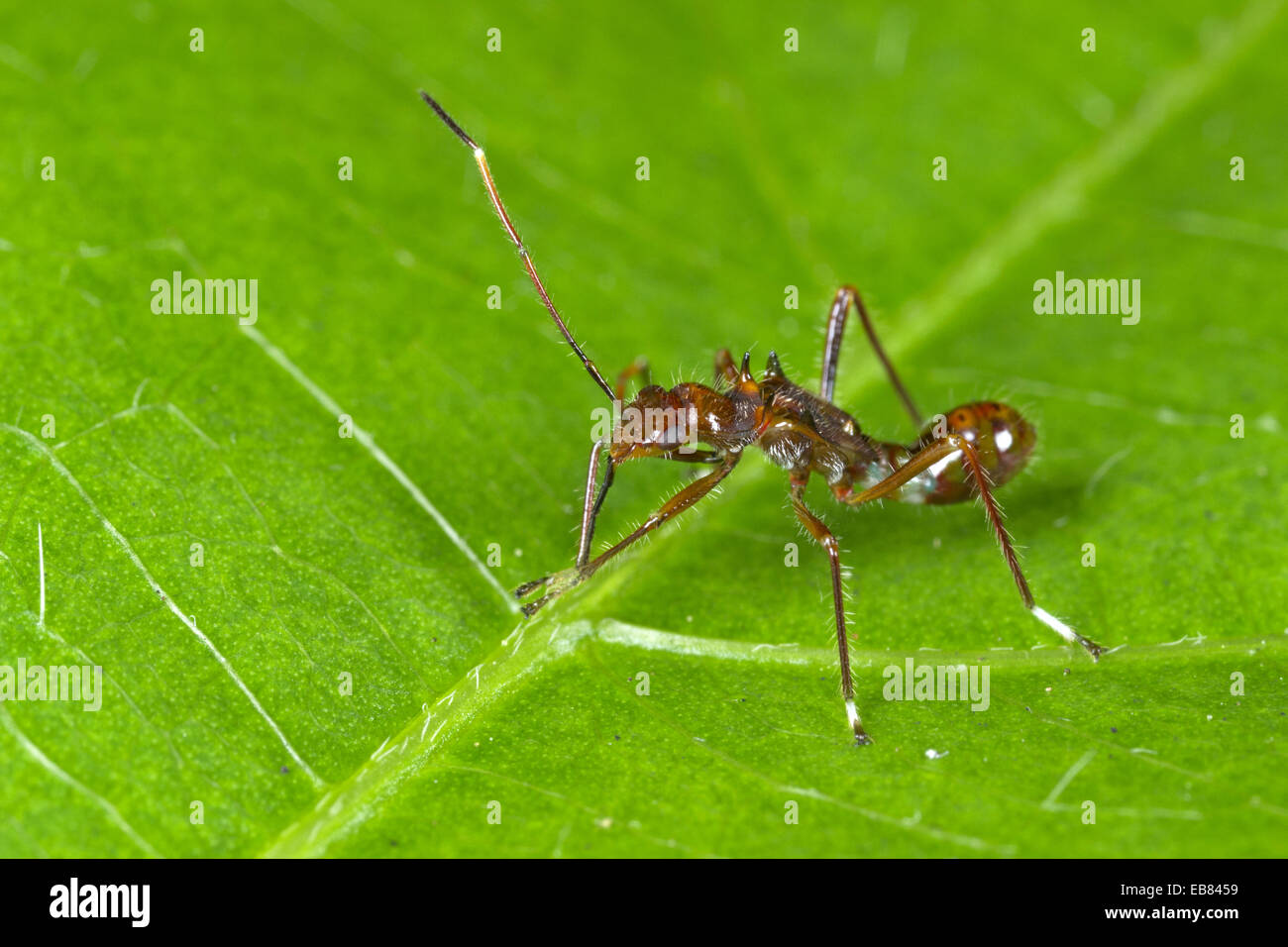 Ant mimic bug hi-res stock photography and images - Alamy