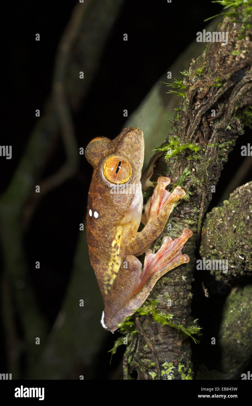 Harlequin flying tree frog hi-res stock photography and images - Alamy