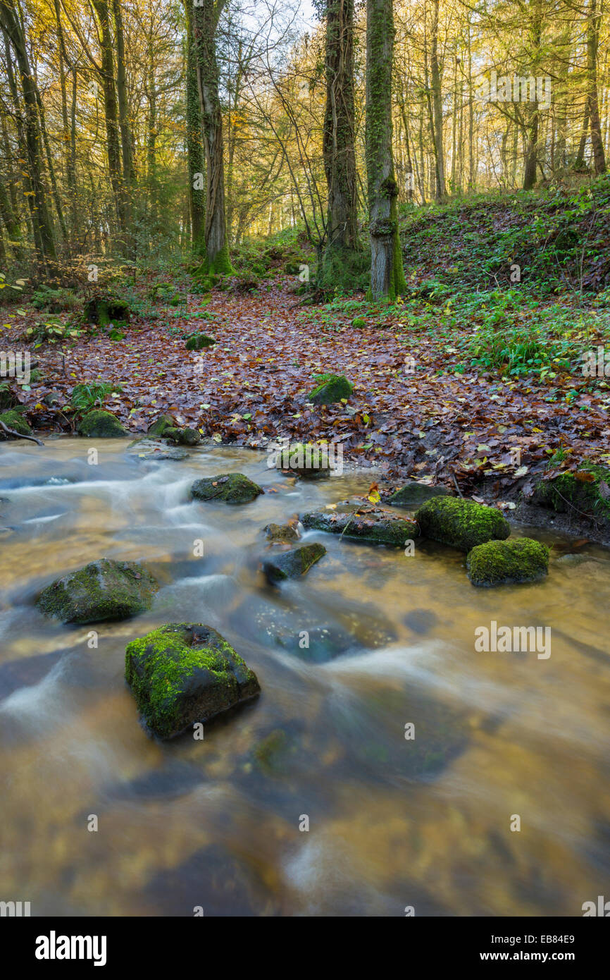 Woodland stream near Monmouth, South Wales Stock Photo - Alamy