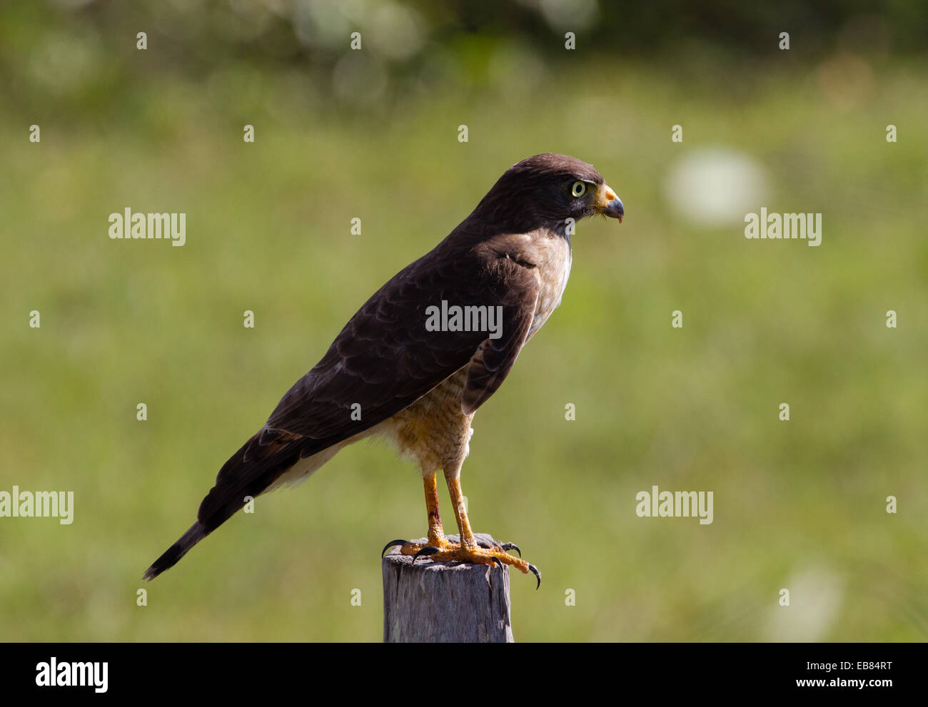 Roadside Hawk (Rupornis magnirostris) perched on fence post Stock Photo ...