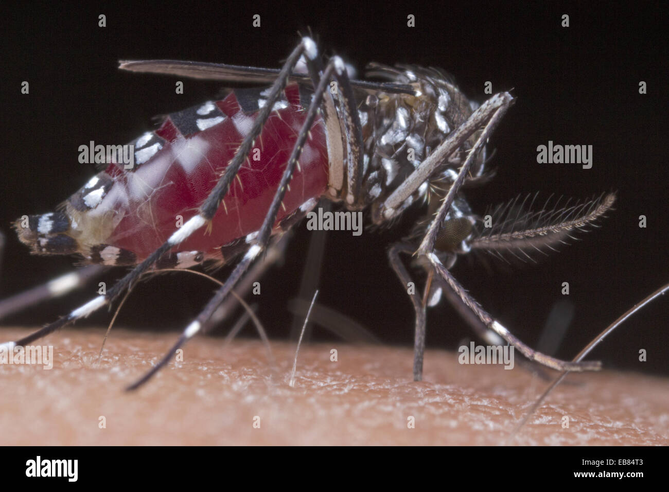 Close up mosquito sucking blood hi-res stock photography and images - Alamy