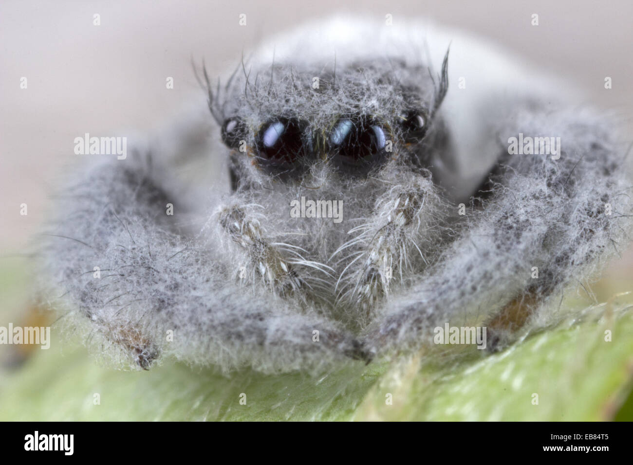Dead jumping spider. Image taken at Kampung Skudup, Sarawak, Malaysia ...