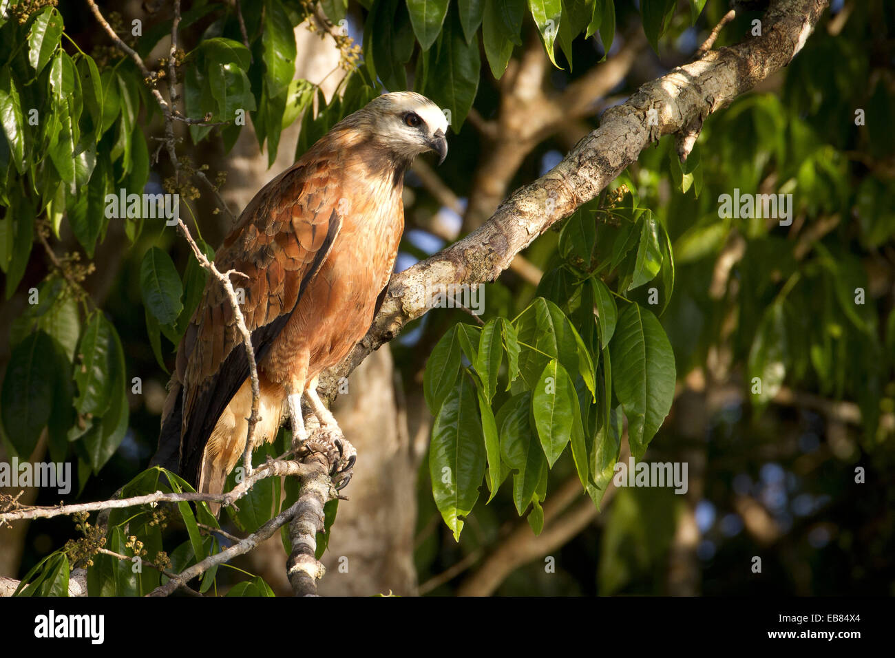 Black-collared hawk (Busarellus nigricollis Stock Photo - Alamy