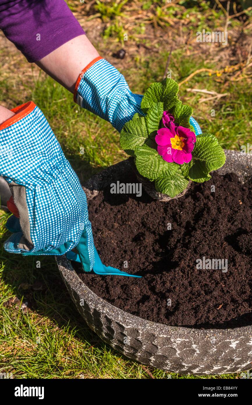 Planting flowers in the garden Stock Photo - Alamy