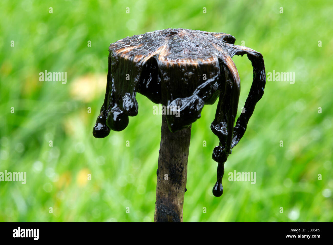 Old Shaggy ink cap (Coprinus comatus), with dripping ink Stock Photo ...