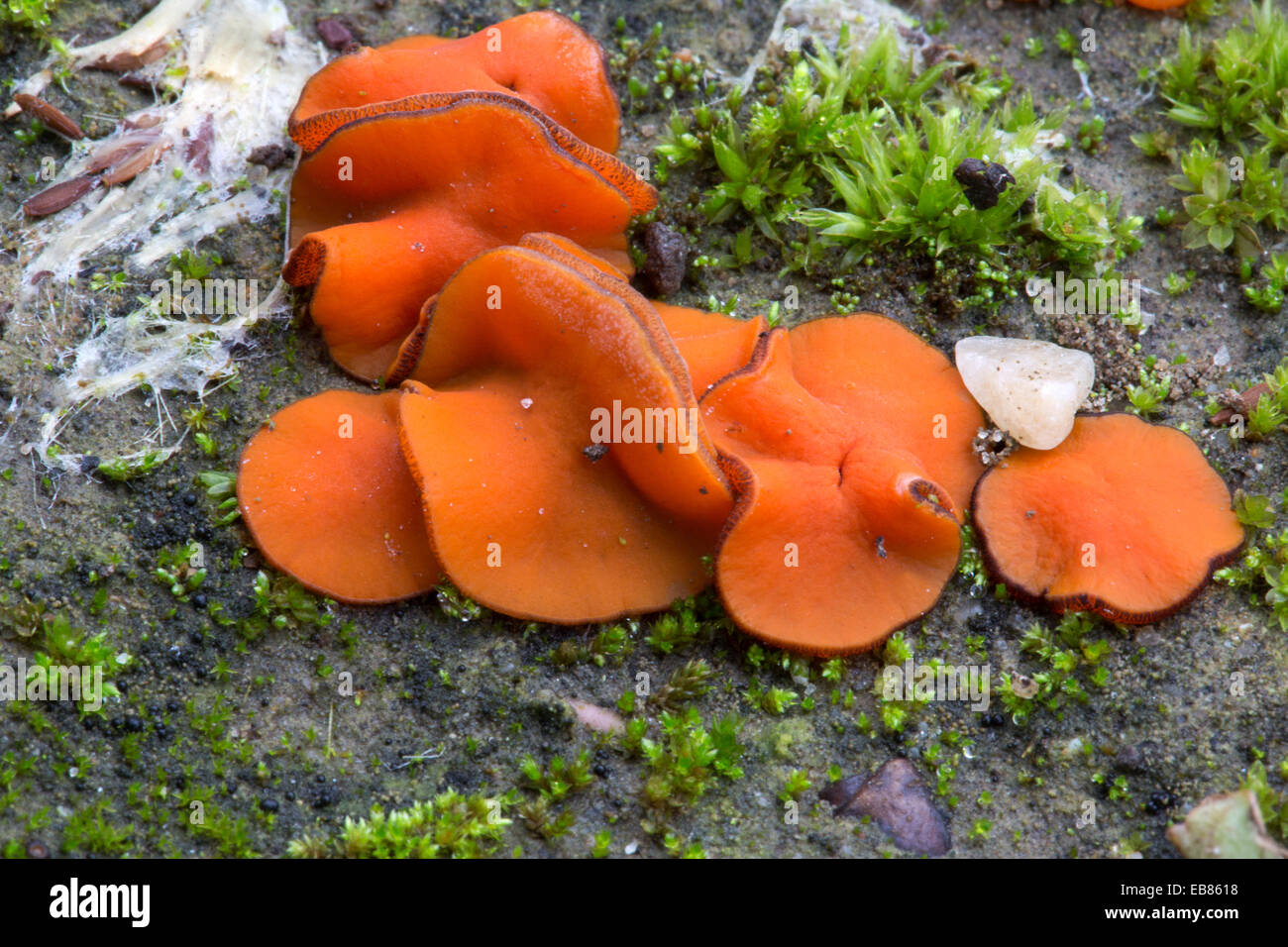 Orange cup fungus hi-res stock photography and images - Alamy