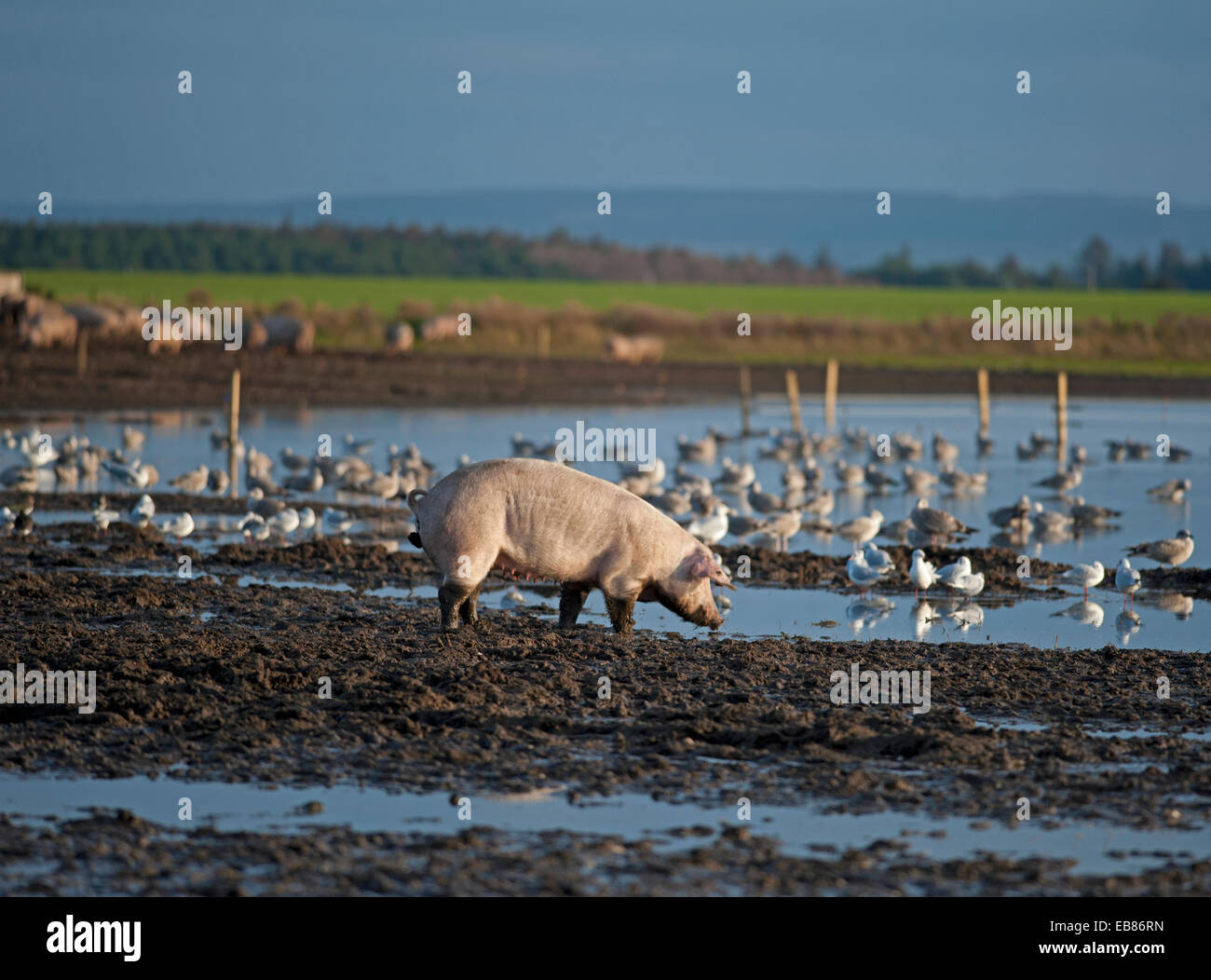 Free range pig farming hi-res stock photography and images - Alamy