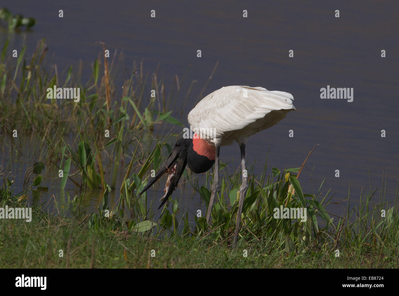 Jabiru Stork (Jabiru mycteria Stock Photo - Alamy