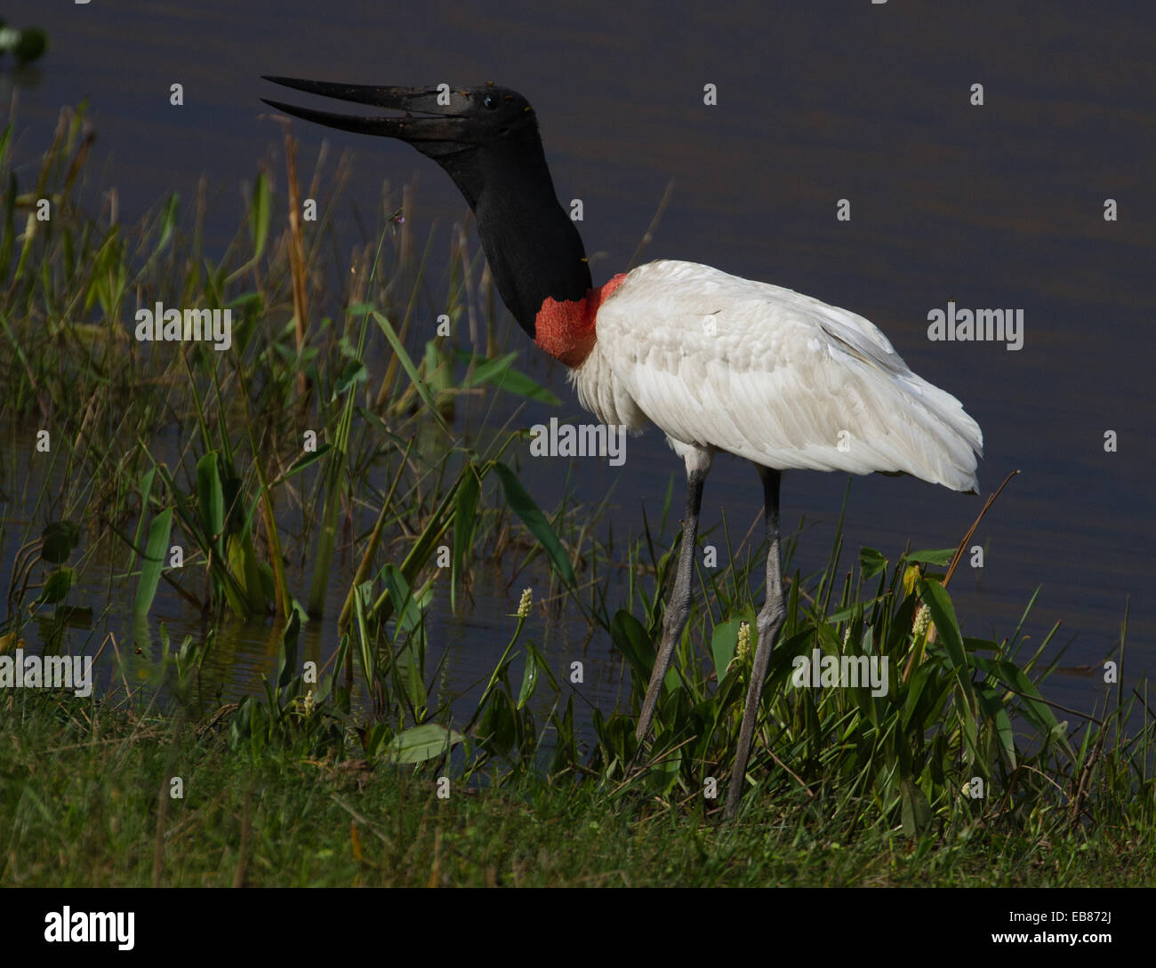 Jabiru birds High Resolution Stock Photography and Images - Alamy