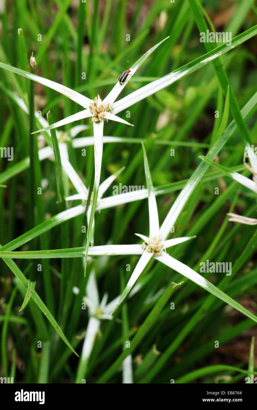 Star Grass Stock Photos & Star Grass Stock Images - Alamy