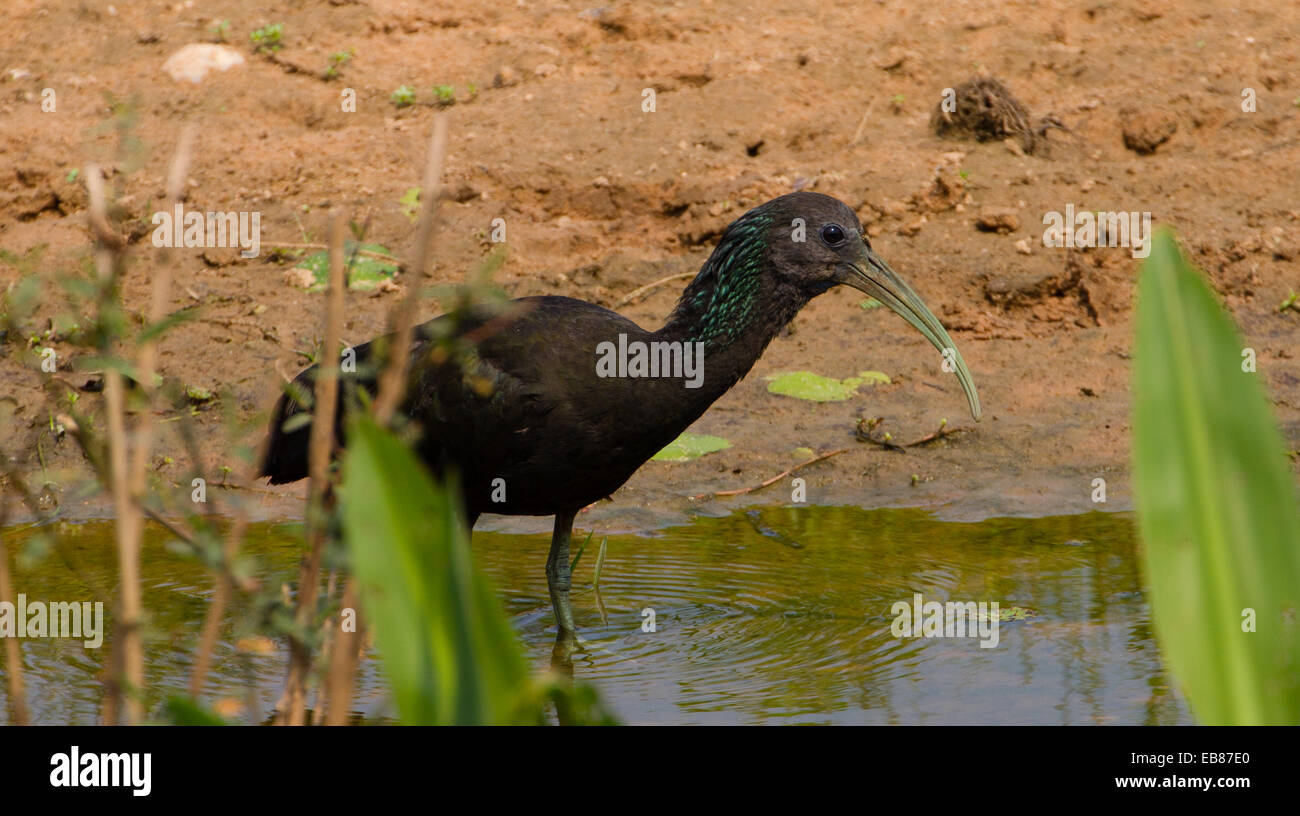 Green Ibis (Mesembrinibis cayennensis Stock Photo - Alamy