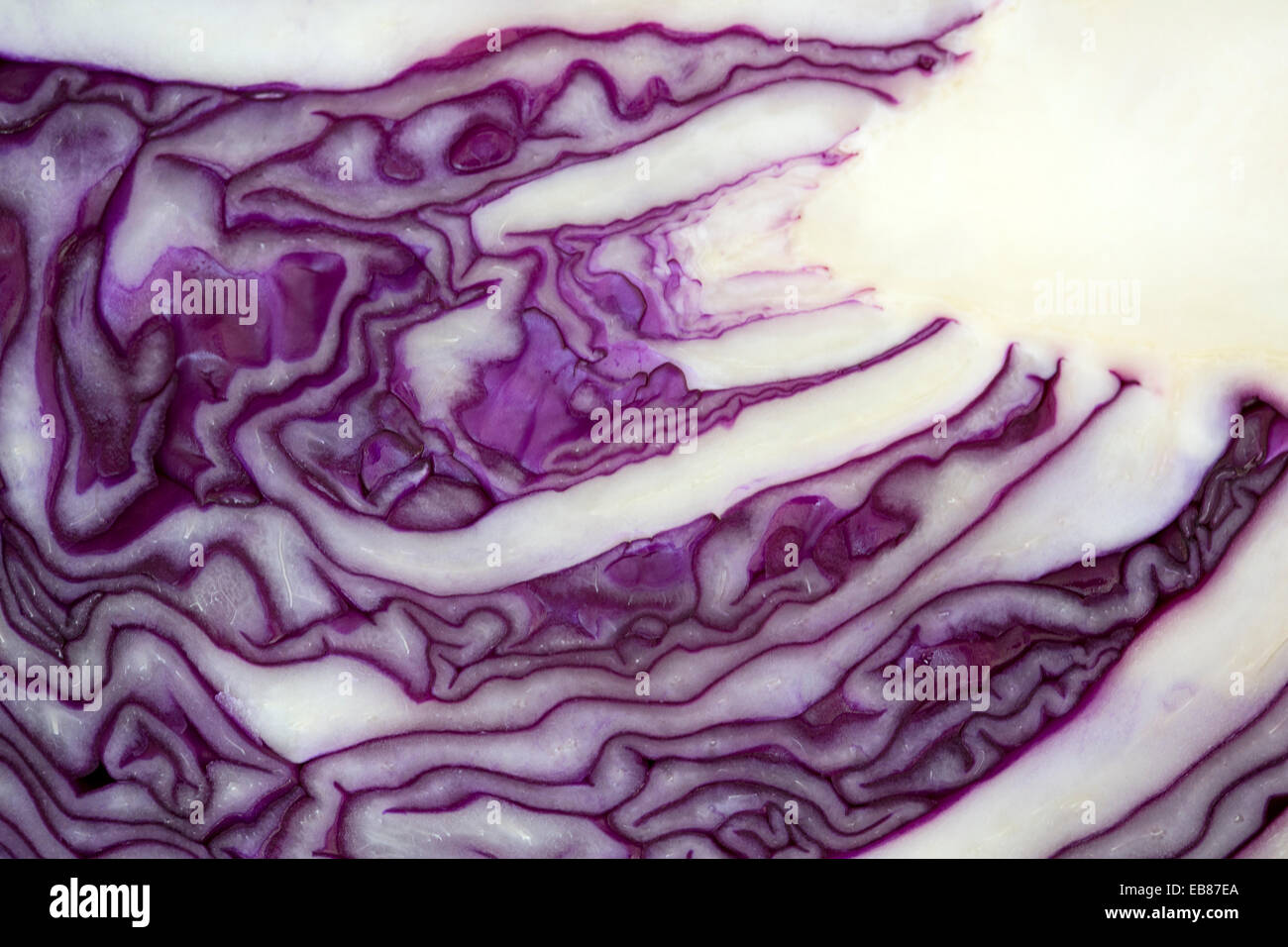Red cabbage, longitudinal section Stock Photo - Alamy