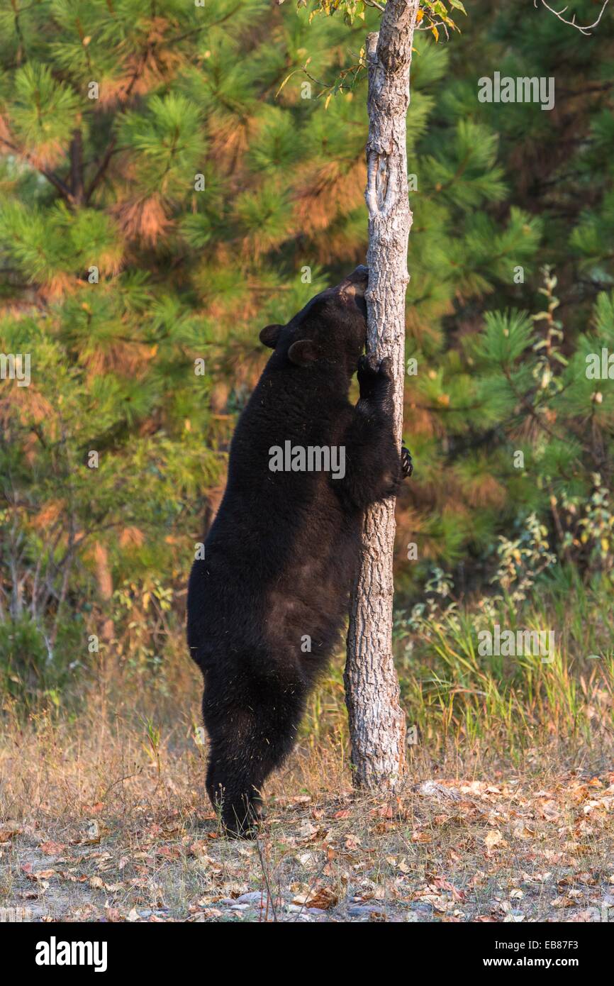 Bear Scratching On Tree High Resolution Stock Photography and Images ...
