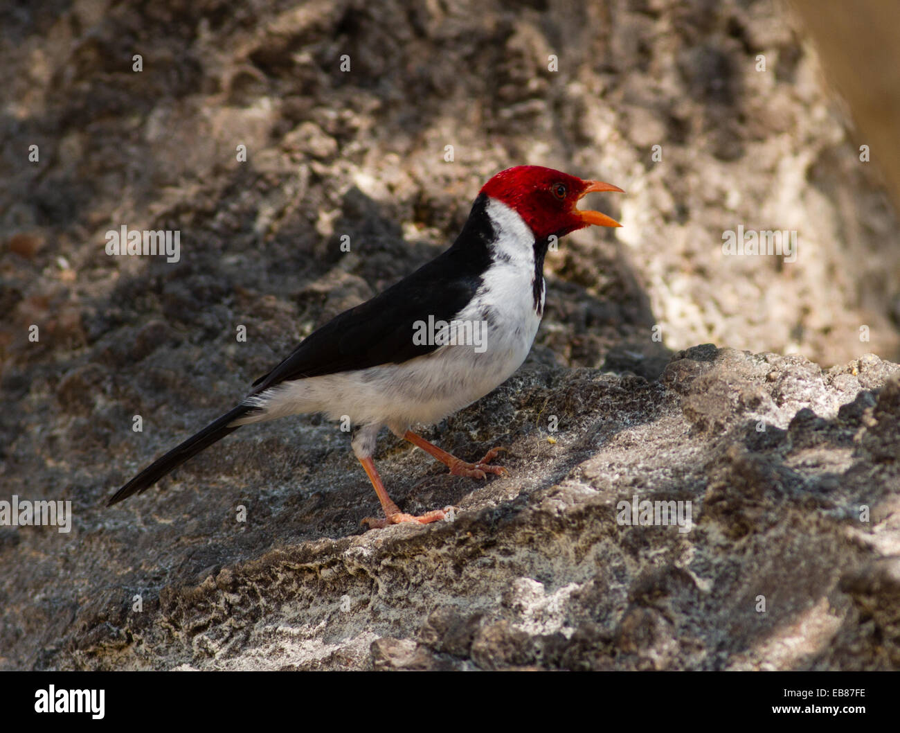 Red-Capped Cardinal (Paroaria gularis Stock Photo - Alamy