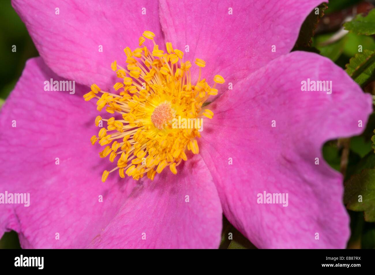 Rosa palustris hi-res stock photography and images - Alamy