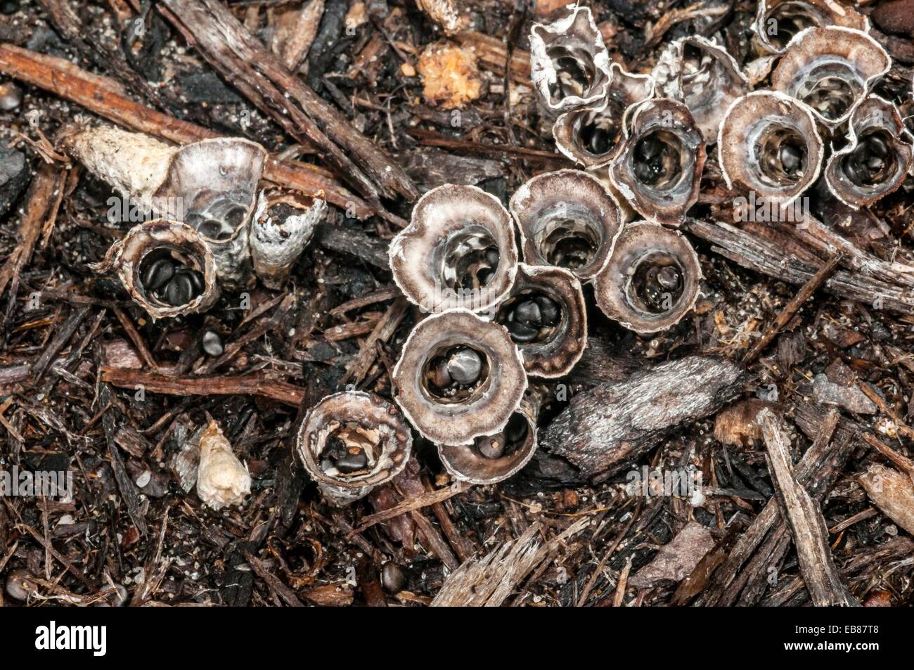 Gel Bird´s Nest Muhroom, Nidula candida Stock Photo - Alamy