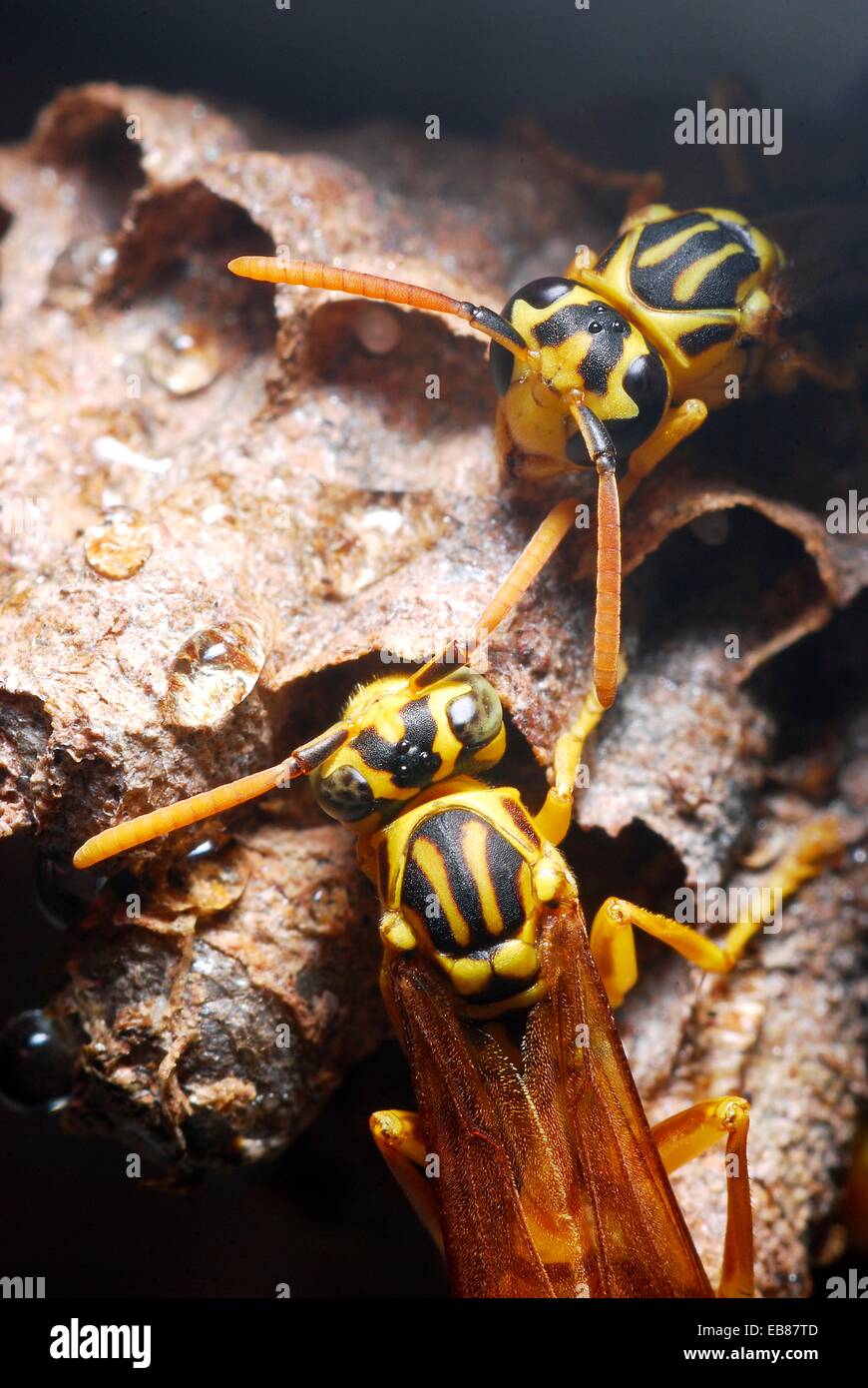 Brazil Wasp Stock Photos & Brazil Wasp Stock Images - Alamy