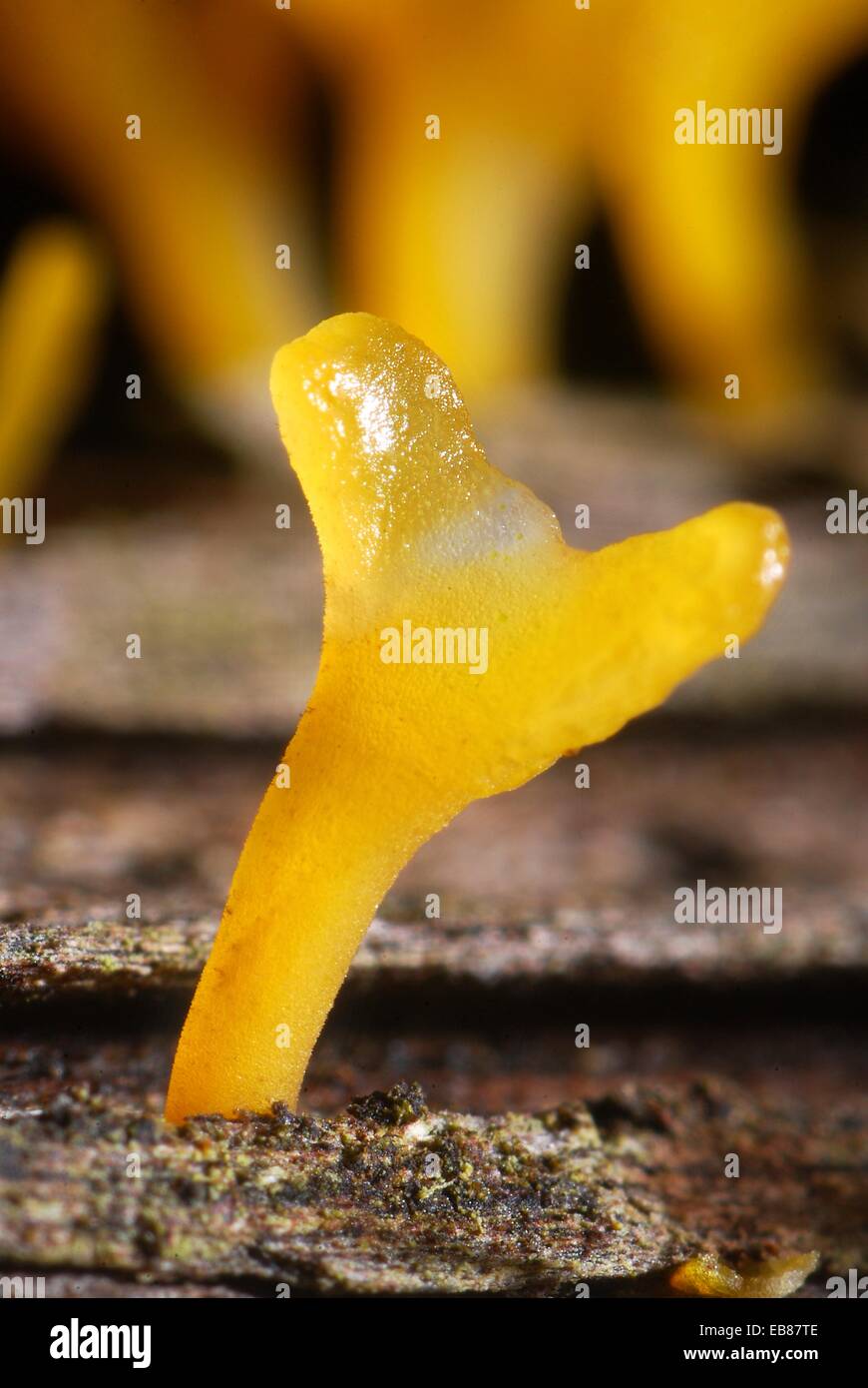 Clavate High Resolution Stock Photography and Images - Alamy