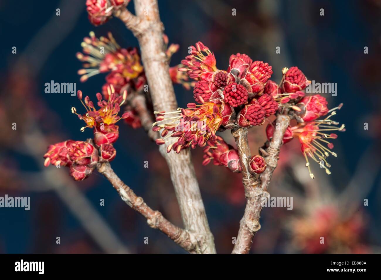 Acer Rubrum Flower
