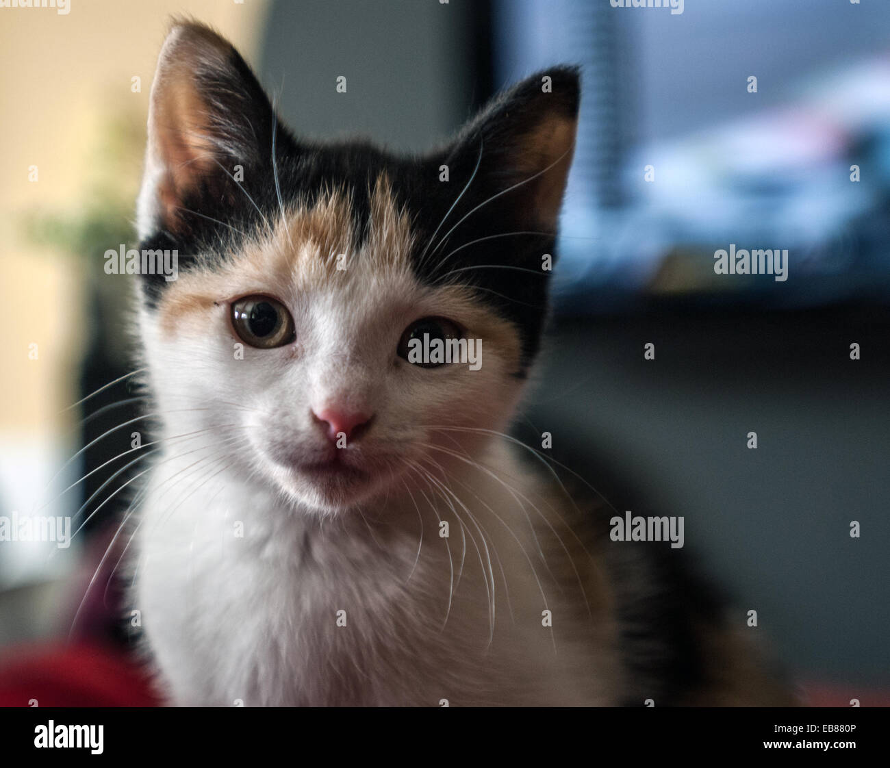 Cute Kitten looking in camera Stock Photo - Alamy