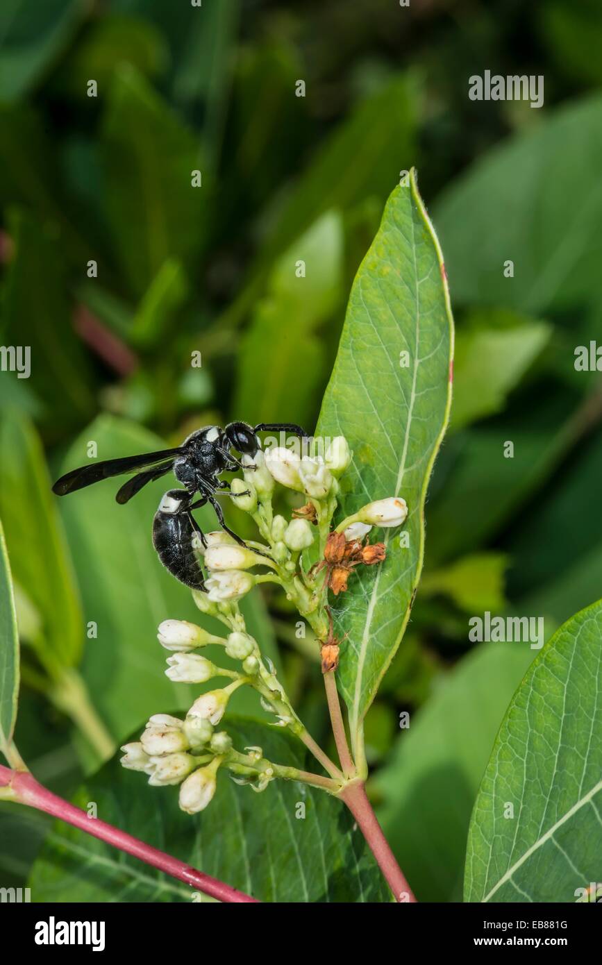 Quadridens hi-res stock photography and images - Alamy