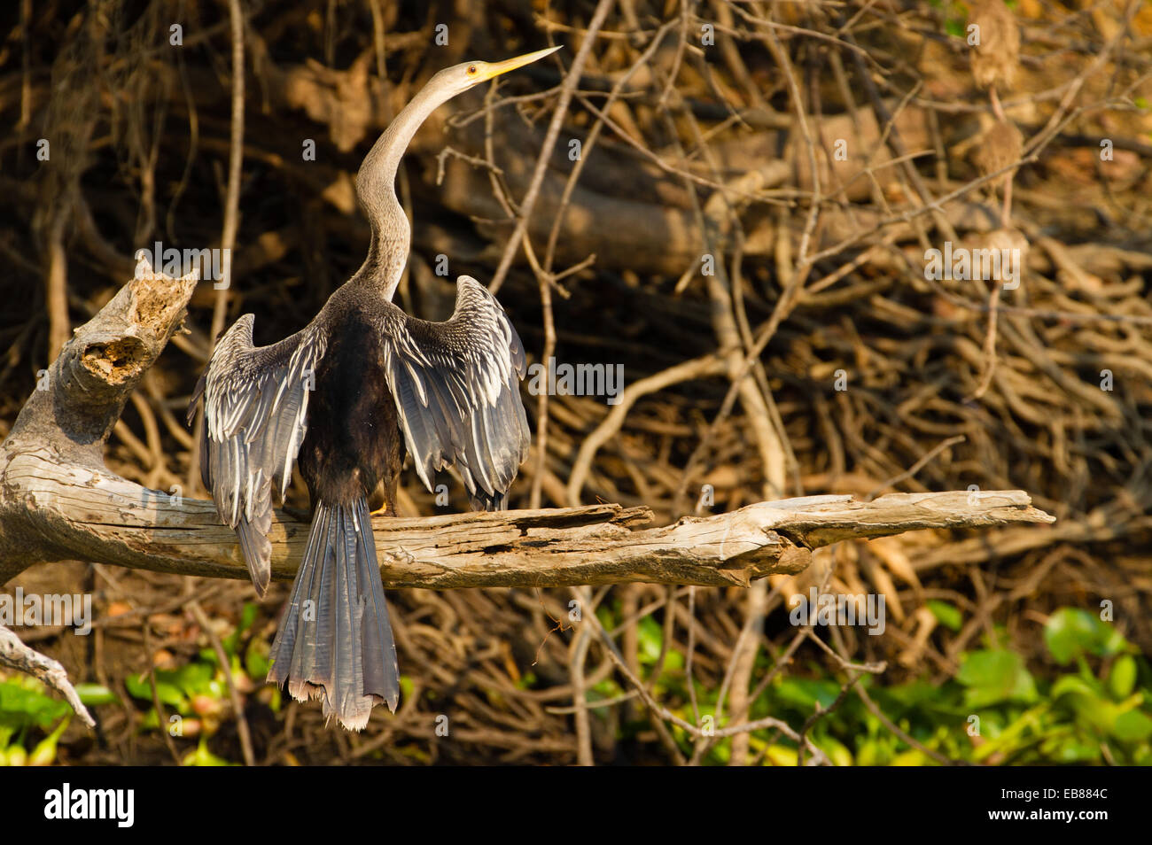 Anhinga anhinga hi-res stock photography and images - Alamy