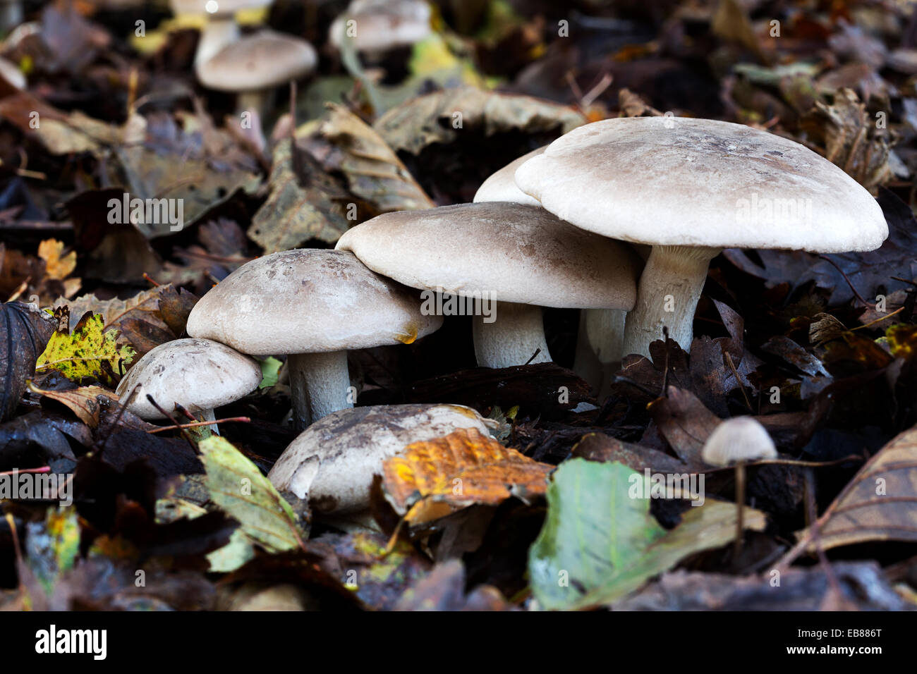 Clouded agaric mushrooms (Clitocybe nebularis) in a row, also called ...