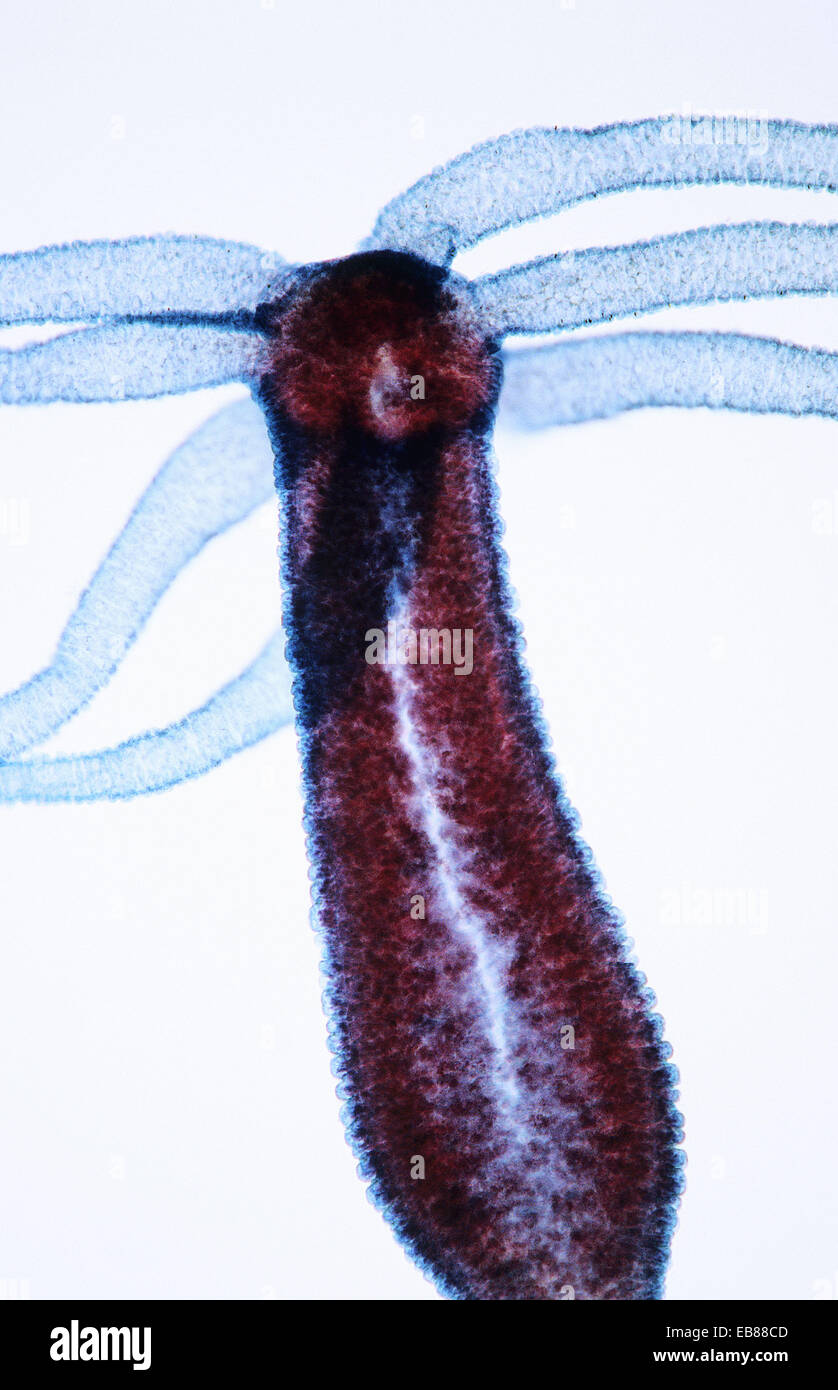 Tentacle Science High Resolution Stock Photography and Images - Alamy